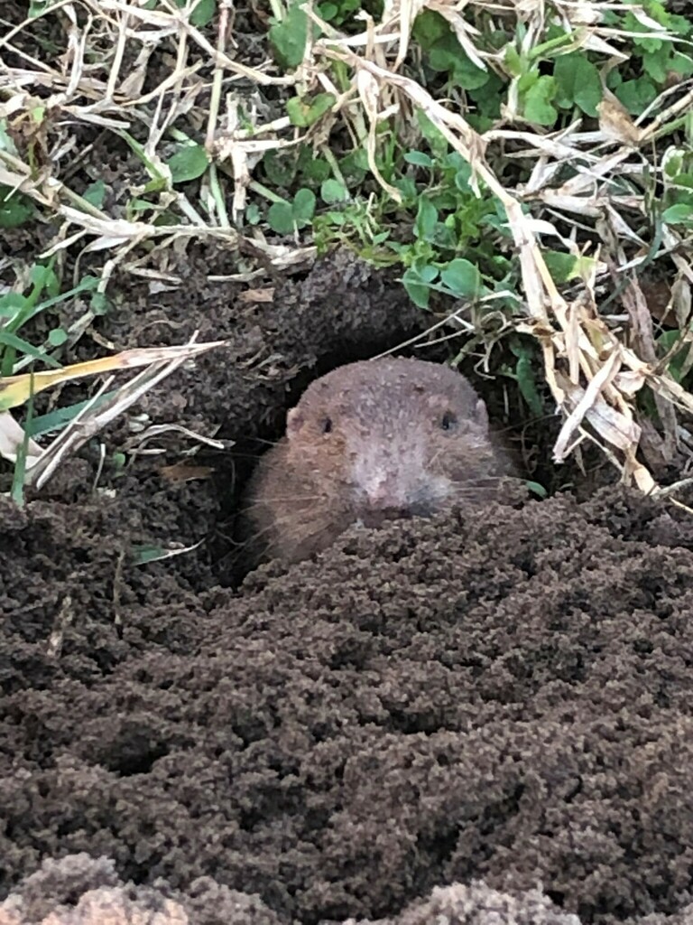 Southeastern Pocket Gopher in January 2023 by Les Sugar. Noted in the ...