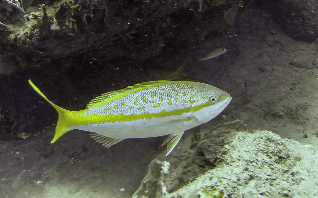 Yellowtail Snapper from Saba, Caribbean Netherlands on 10 March, 2016 ...