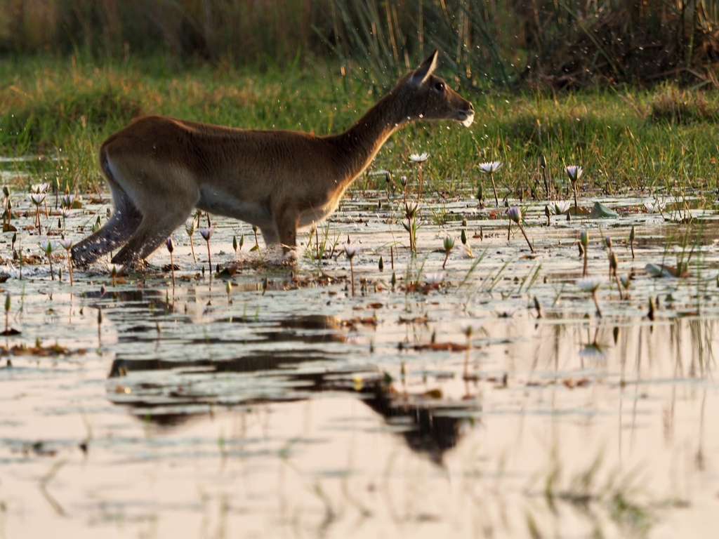 Red Lechwe in September 2018 by scott_phares · iNaturalist