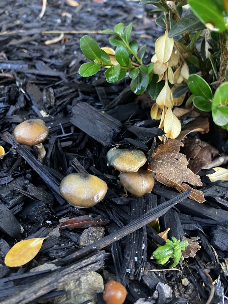 Psychedelic Ovoid Mushroom in January 2023 by E A. Shady side of a ...