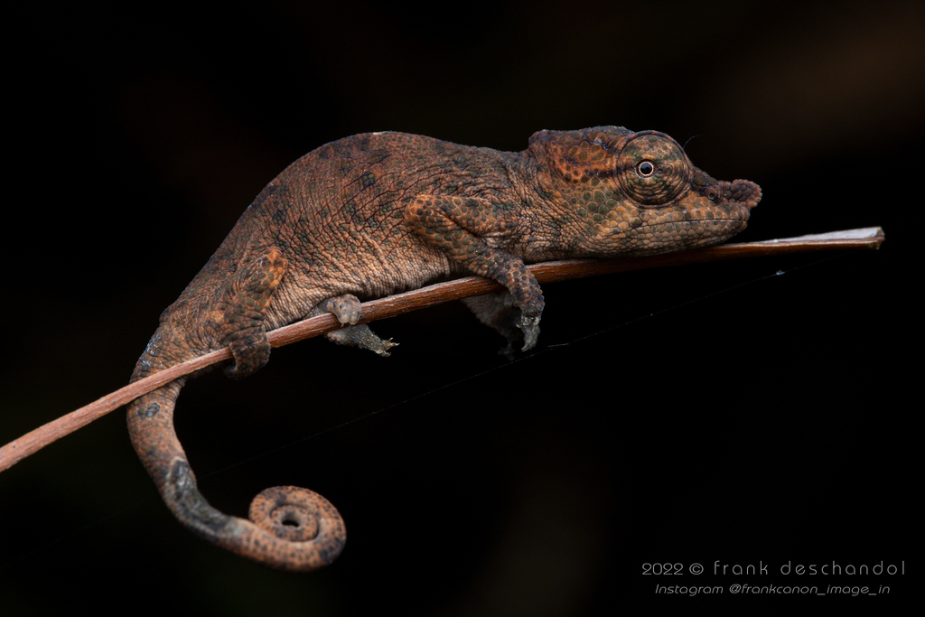 Calumma from Moramanga, Madagascar on November 23, 2022 at 05:57 PM by ...