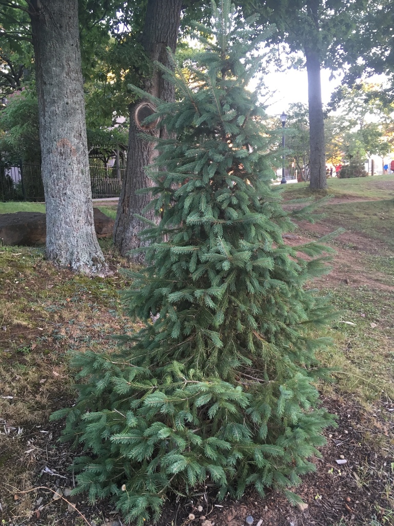 spruces from Center for Learning and Teaching, Halifax, NS, CA on ...