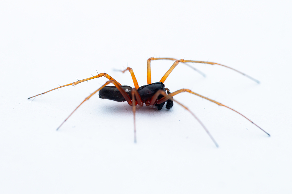Linyphia hortensis from Blågårdskvarteret/Assistens/Rantzausgade ...