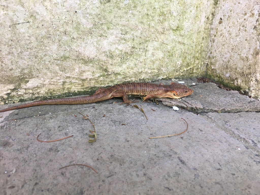 Red-lipped Arboreal Alligator Lizard in November 2022 by sabrewing ...