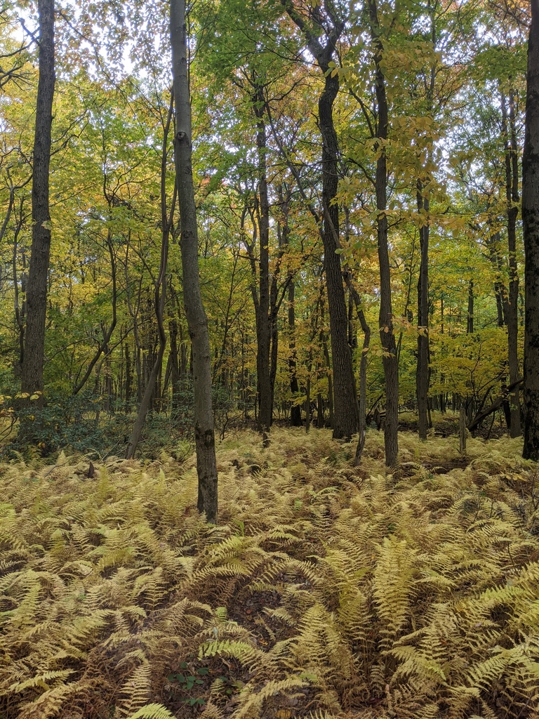 hay-scented fern from Fayette, Pennsylvania, United States on October ...
