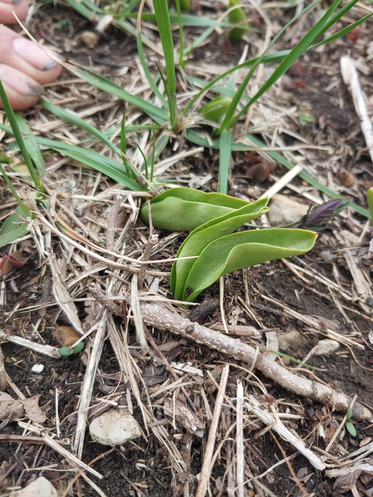 limestone adder's-tongue from LAKE TAPWINGO, MO 64015, USA on April 06 ...