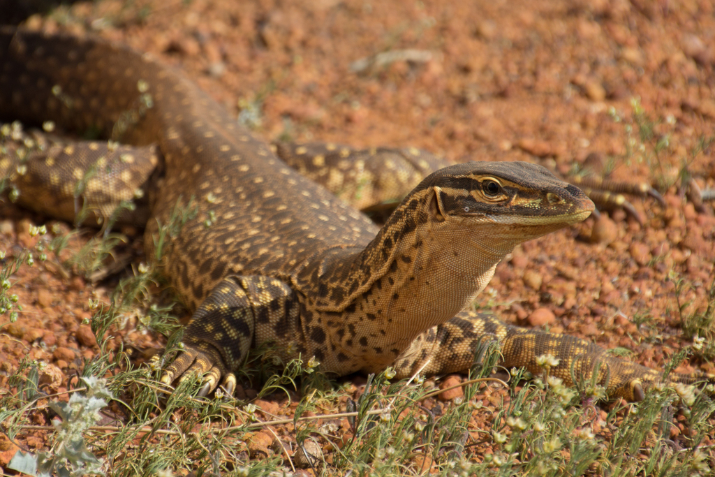 [https://www.inaturalist.org/observations/2007750] Yellow-Spotted ...
