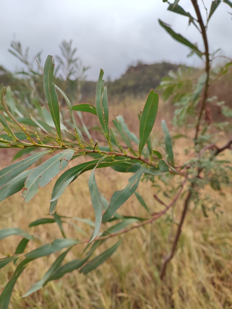 Red Stem Wattle from Oakey Park NSW 2790, Australia on January 20, 2023 ...