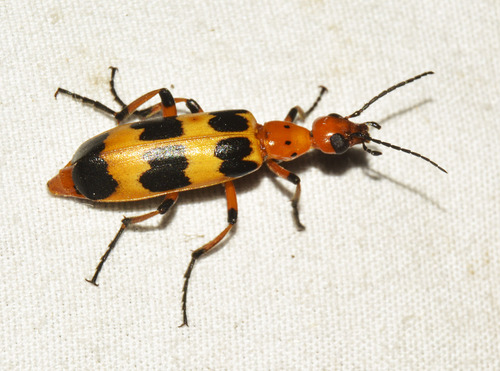 Pyrota concinna · iNaturalist