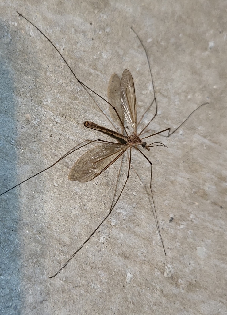 Common Crane Flies from Marrero, LA 70072, USA on January 19, 2023 at ...