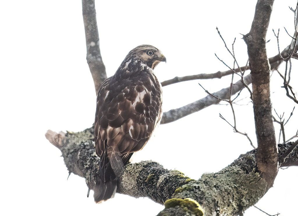 Broad-winged Hawk from Norwich, VT, USA on January 18, 2023 at 03:04 PM ...