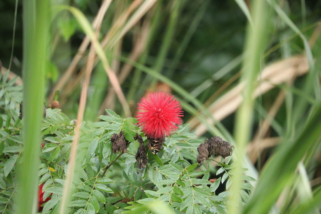 scarlet powder-puff from 中国海南省澄迈县VXRX+VMG 邮政编码: 571926 on January 8 ...