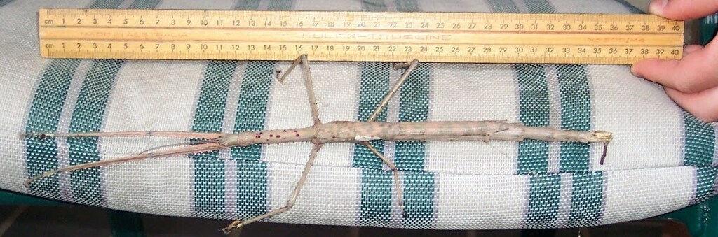Titan Stick Insect from Sydney NSW, Australia on January 30, 2004 at 06 ...