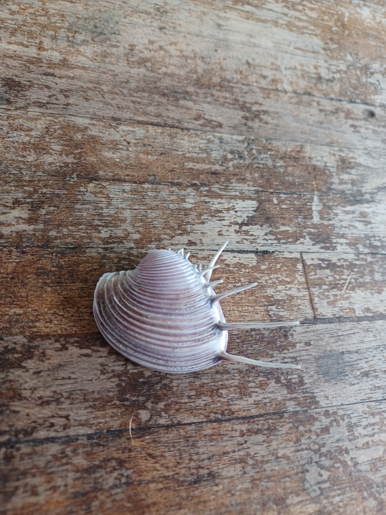 Panamic Comb Venus from mompiche on January 19, 2023 by Gustav Cappaert ...