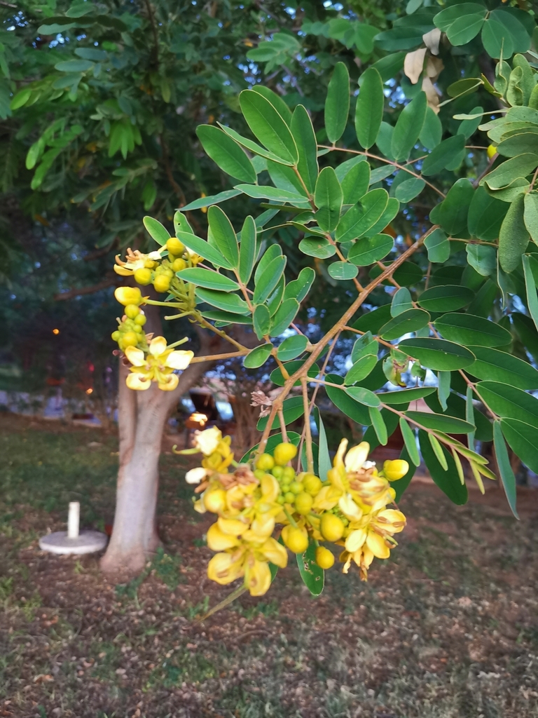 Kassod Tree from Tsavo East, Kenya on January 20, 2023 at 06:51 PM by ...