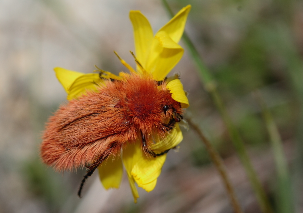 Pygopleurus koniae from Değirmenbaşı, 70000 Değirmenbaşı/Karaman Merkez ...
