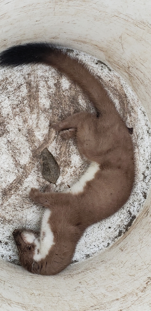 Long-tailed Weasel from Cold Spring, NY 10516, USA on December 12, 2022 ...