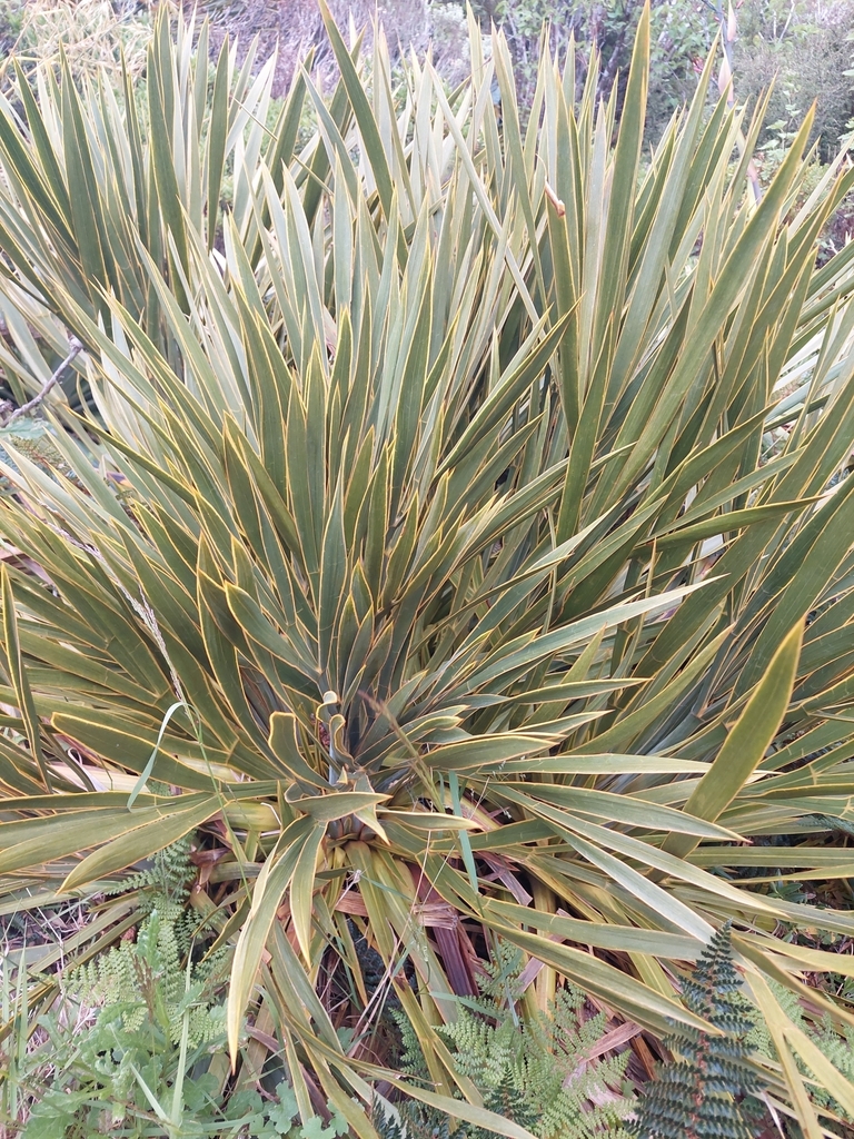 Aciphylla horrida from Fiordland, NZ-SO-SL, NZ-SO, NZ on January 20 ...