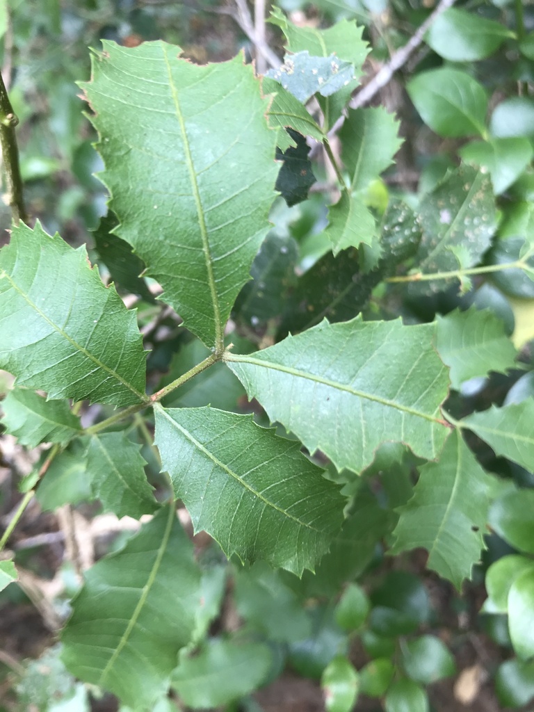 Alectryon subdentatus from Deer Reserve Rd, Woolmar, QLD, AU on January ...