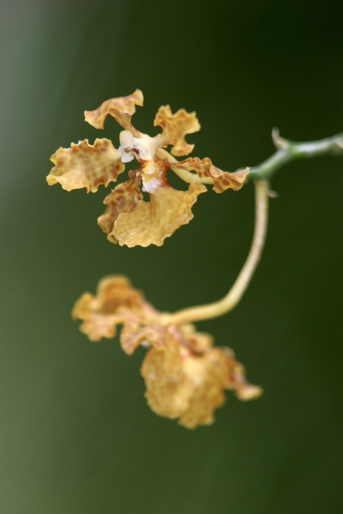 spotted mule-ear orchid from Santiago de Cuba, CU on April 05, 2008 at ...