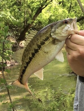 Alabama Bass from 2900 Cherokee Rd, Mountain Brook, AL, US on September ...