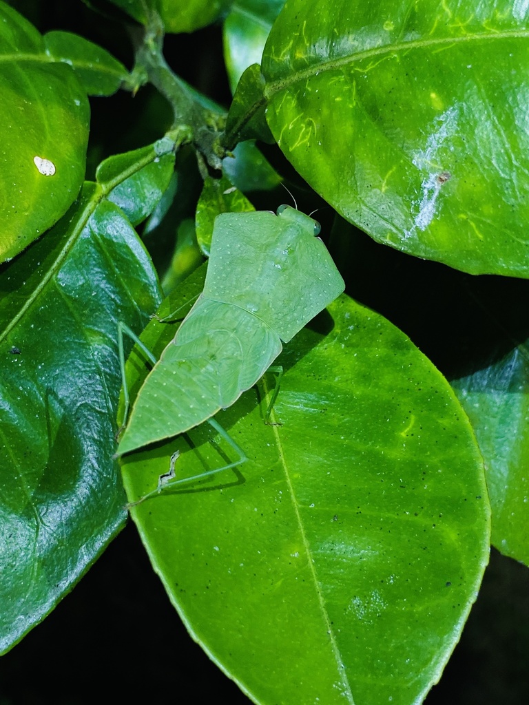 Chinese Shield Mantis from 景洪市, 西双版纳傣族自治州, 云南省, CN on January 14, 2023 ...