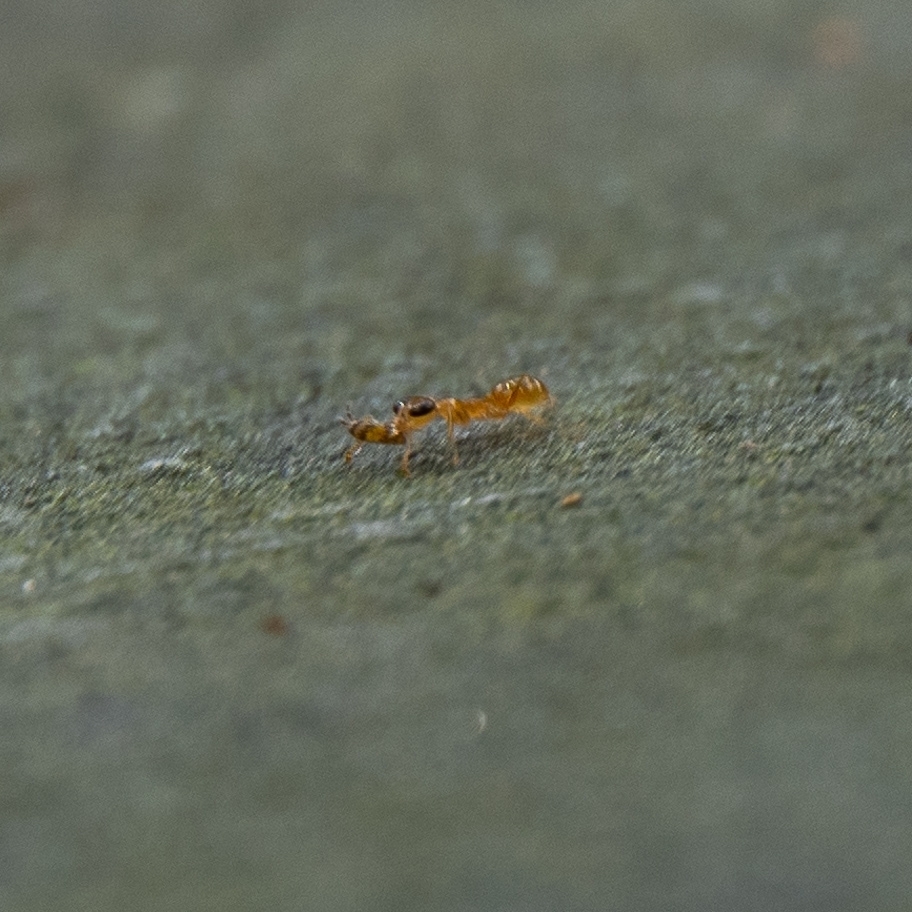 Gesomyrmex from The Habitat Penang Hill on January 16, 2023 at 12:40 PM ...