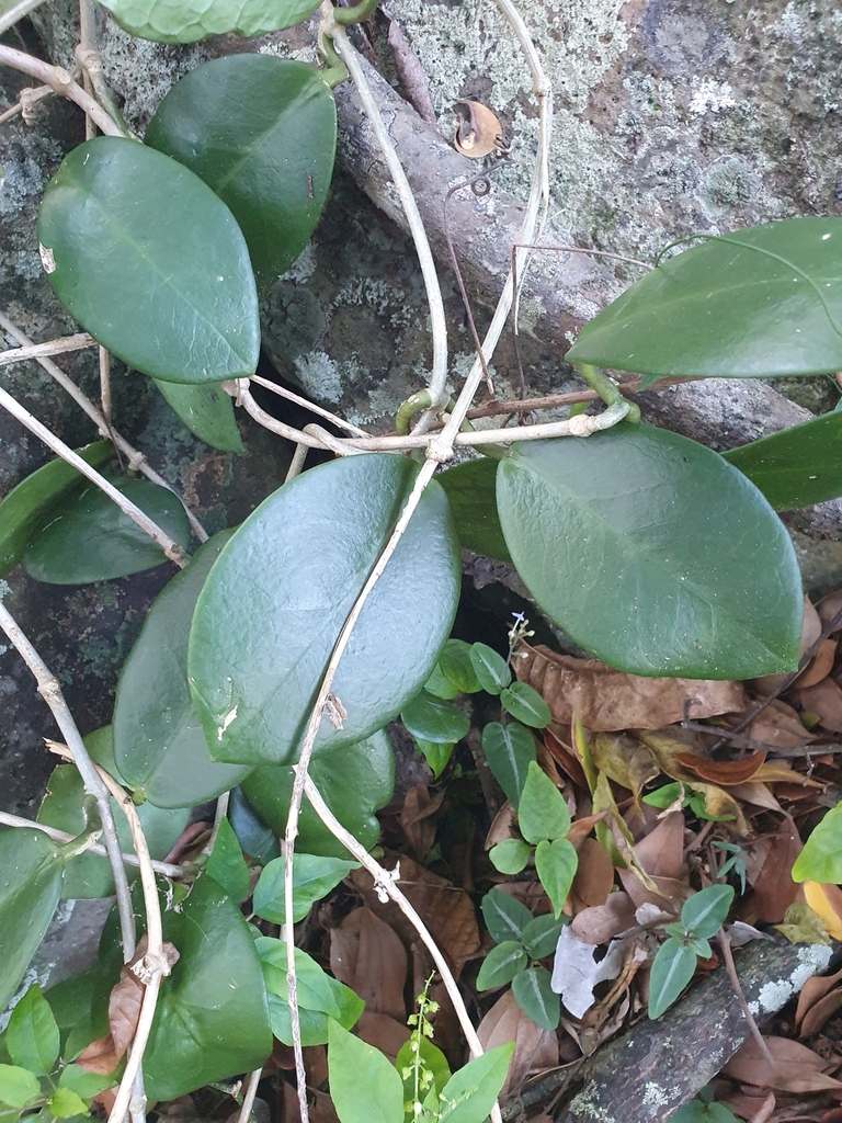 native hoya from Burleigh Head National Park, Burleigh Heads QLD 4220 ...