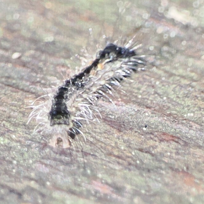 Gum Leaf Skeletonizer from Bunya Mountains QLD 4405, Australia on ...