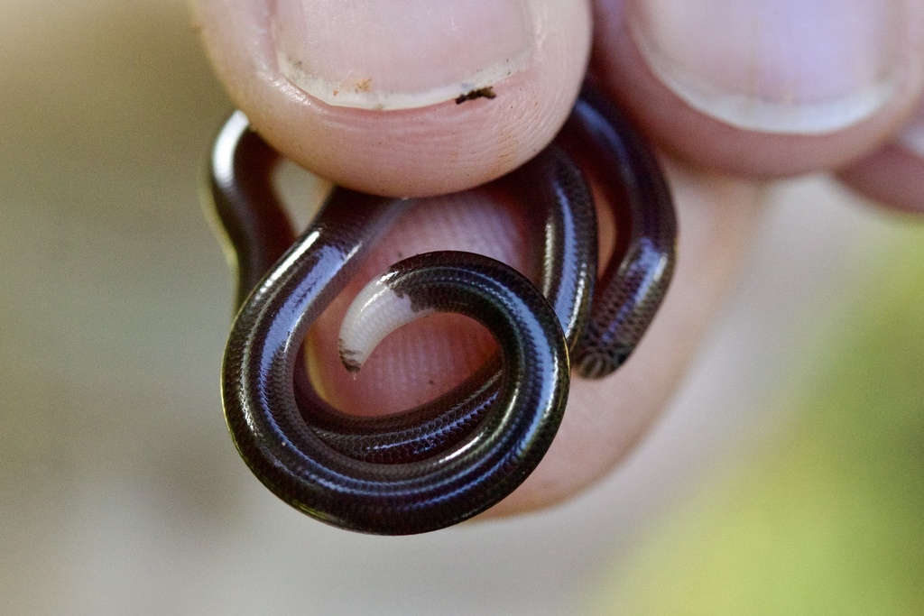 Poisonous Snakes In Puerto Rico Puerto Rican Boa | Sacramento Zoo