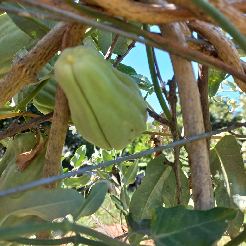 Moth Vine from Genadendal, 7234, South Africa on January 21, 2023 at 03 ...