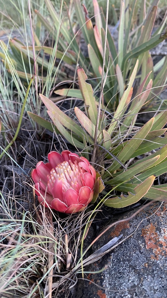 Dainty Sugarbush from Dullstroom, MP, ZA on January 20, 2023 at 06:55 ...