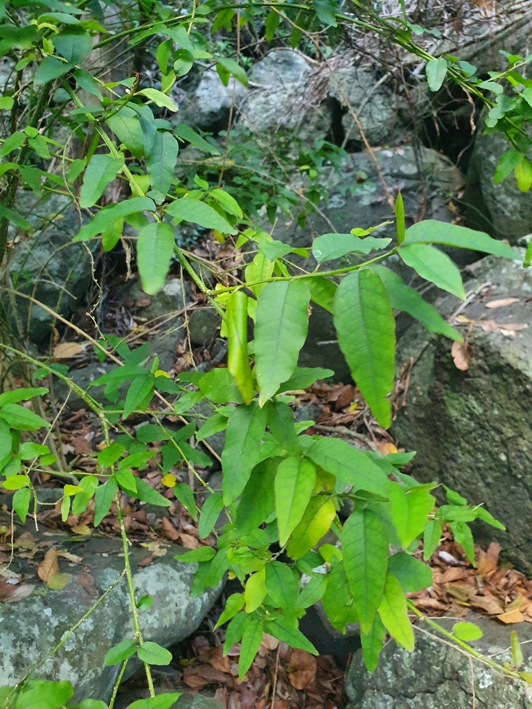 Monococcus echinophorus from Burleigh Head, Burleigh Heads, AU-QL, AU ...