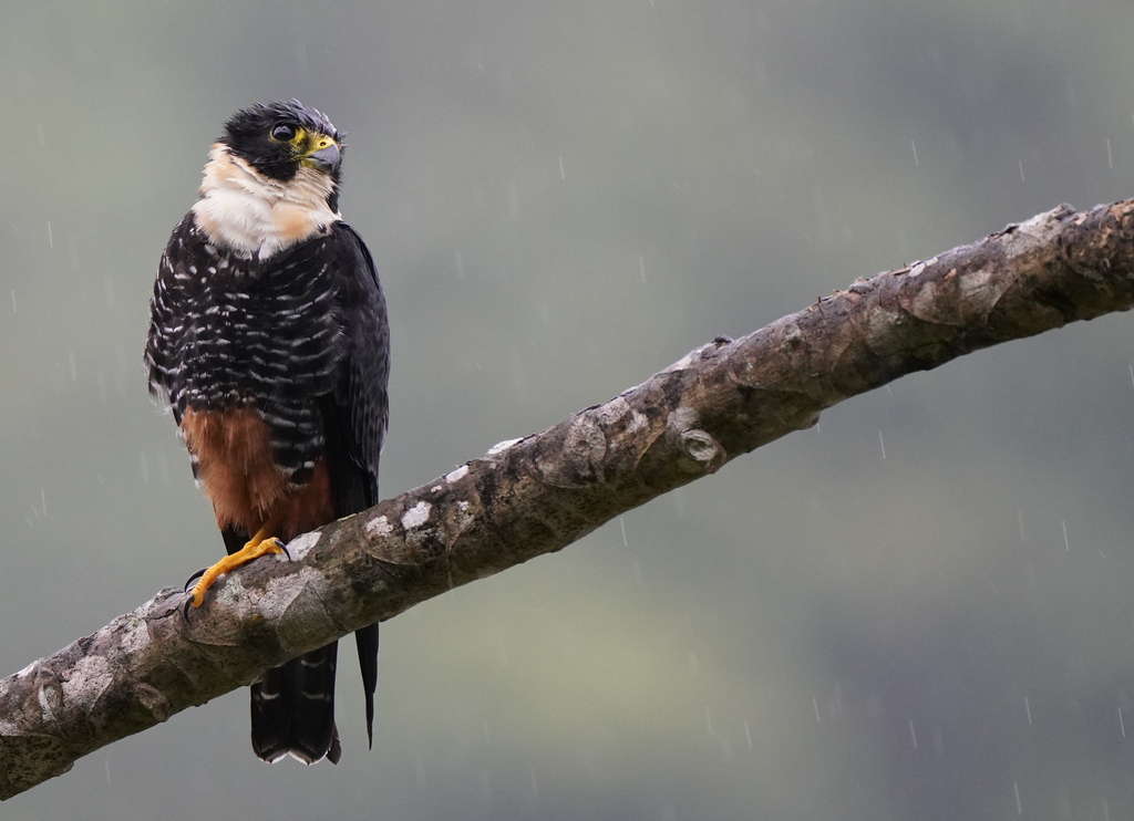 Bat Falcon from Tapiraí - State of São Paulo, 18180-000, Brazil on ...
