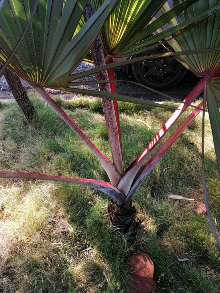 red latan palm in January 2023 by Yader Sageth Ruiz · iNaturalist