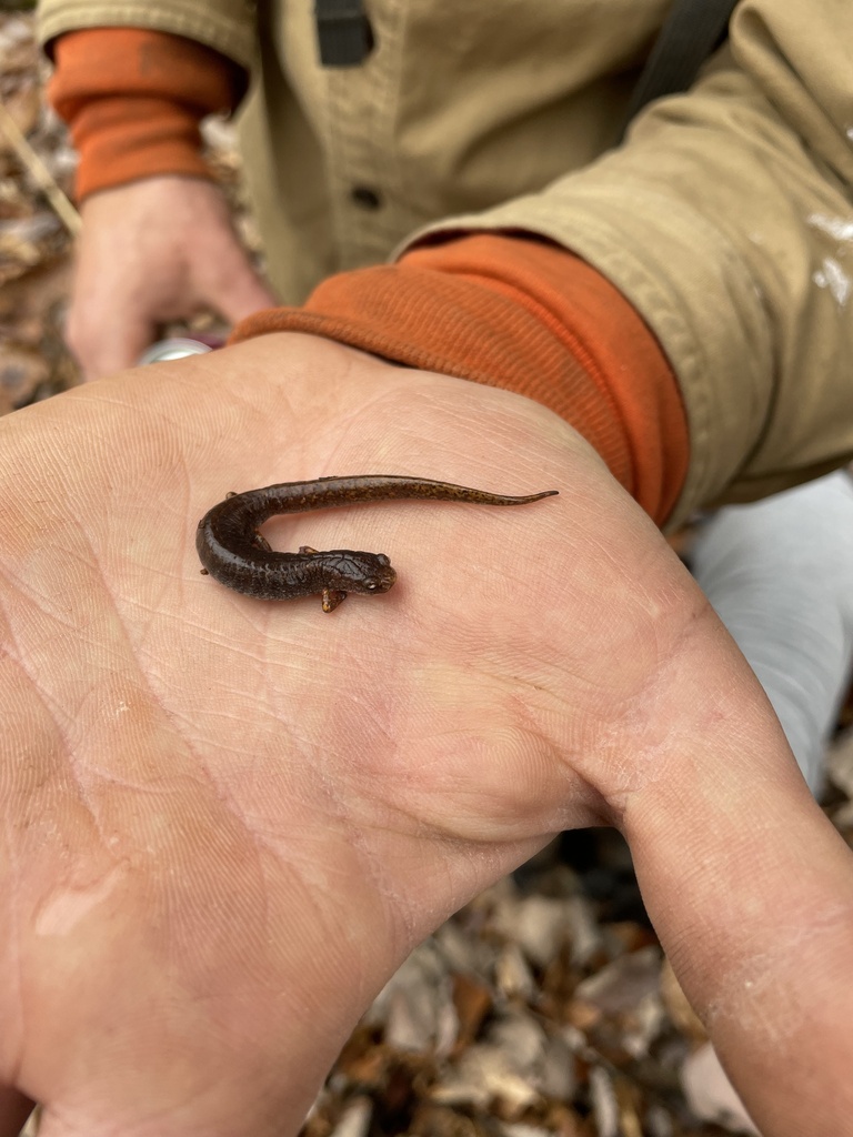Four-toed Salamander from Sassafras River, Rock Hall, MD, US on January ...