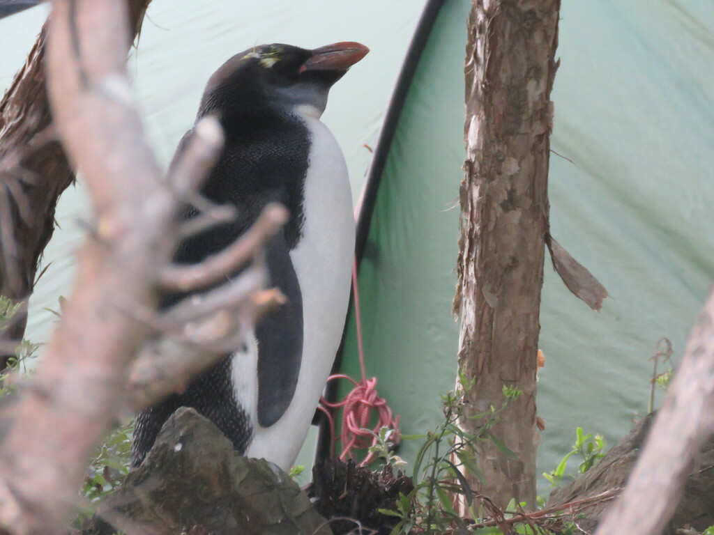 Crested Penguins in February 2017 by Sergio · iNaturalist