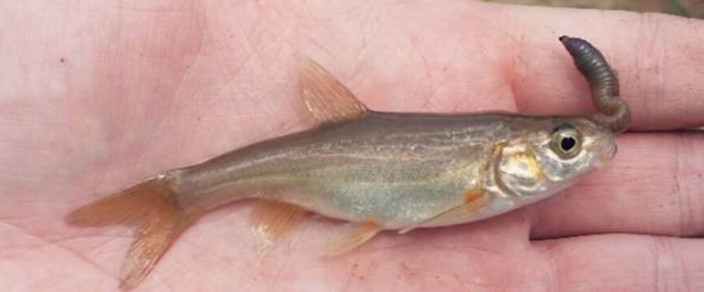 Roundtail Chub in July 2017 by Cody Hough. By catch, quickly released ...