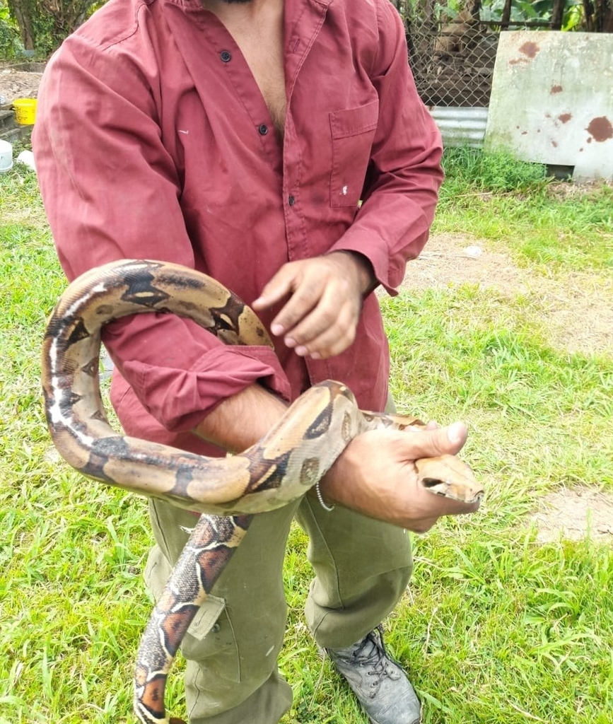 Amazonian Boa Constrictor from La Fortune, Trinidad and Tobago on ...