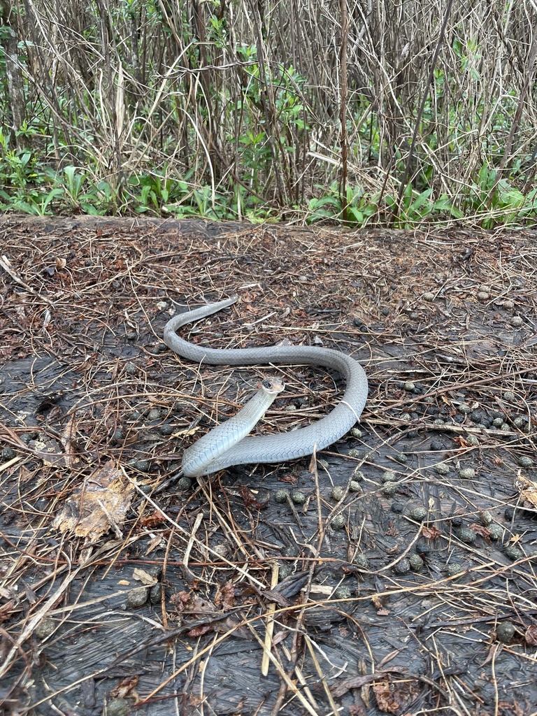 Black-masked Racer in January 2023 by Dylan Beck · iNaturalist