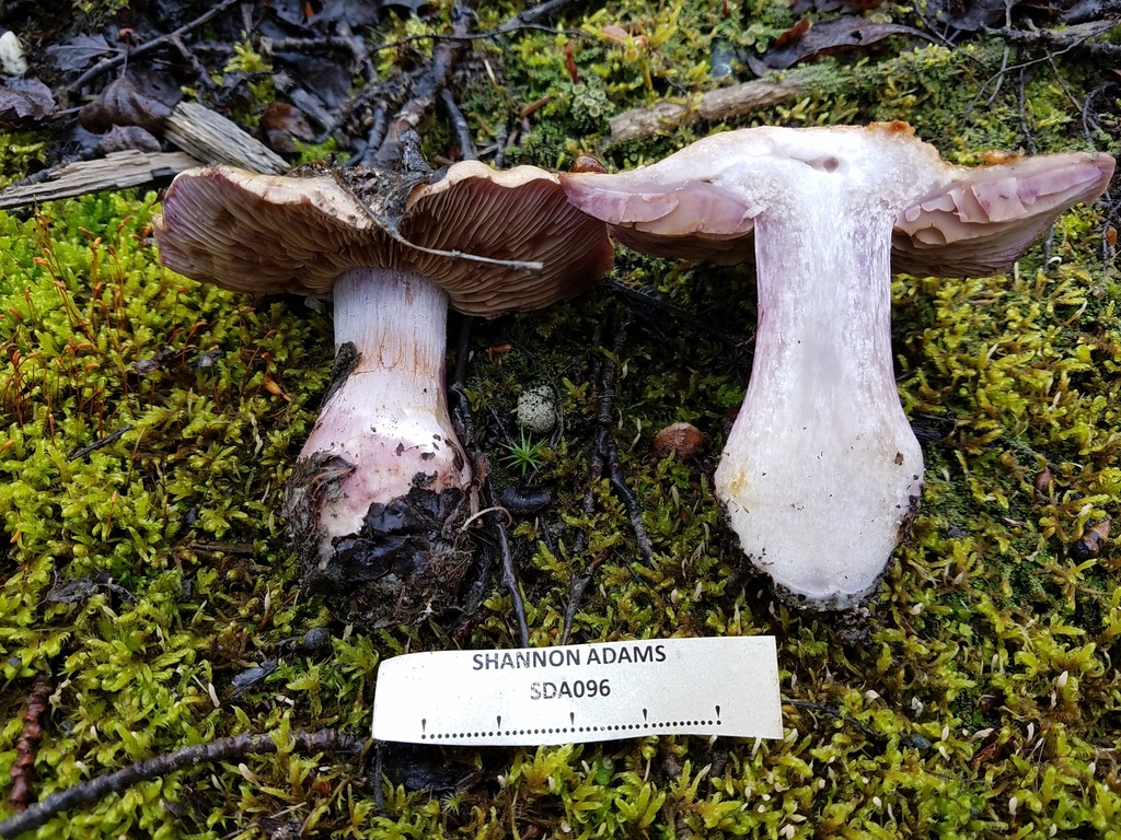 Thaxterogaster americanoporphyropus from Skilak Lake, Kenai Peninsula ...