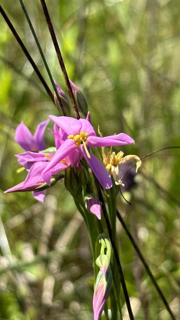 Grassveld Chiron from Verlorenvlei, Belfast, MP, ZA on January 21, 2023 ...
