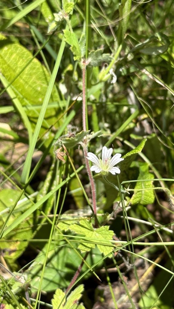 White Cranesbill from Emakhazeni, Belfast, MP, ZA on January 21, 2023 ...