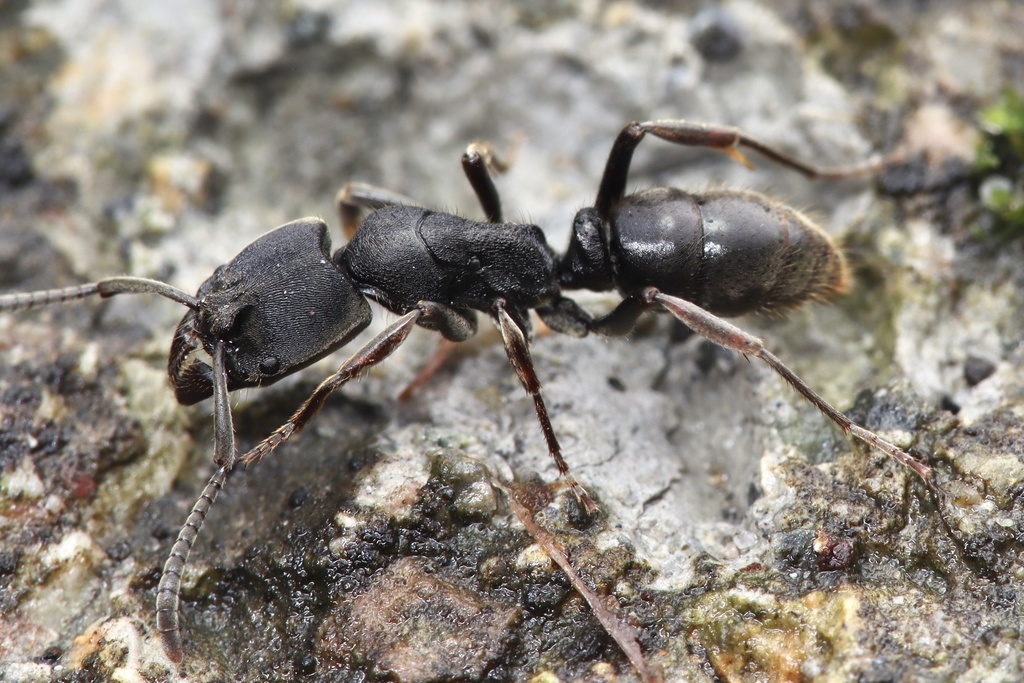Ectomomyrmex astutus from 莲都区, 丽水市, 浙江省, CN on January 22, 2023 at 09: ...