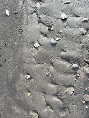 Raccoon Tracks – NatureTracking