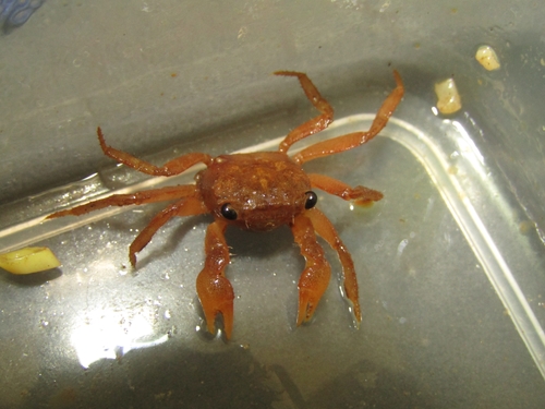 Geosesarma cikaniki · iNaturalist