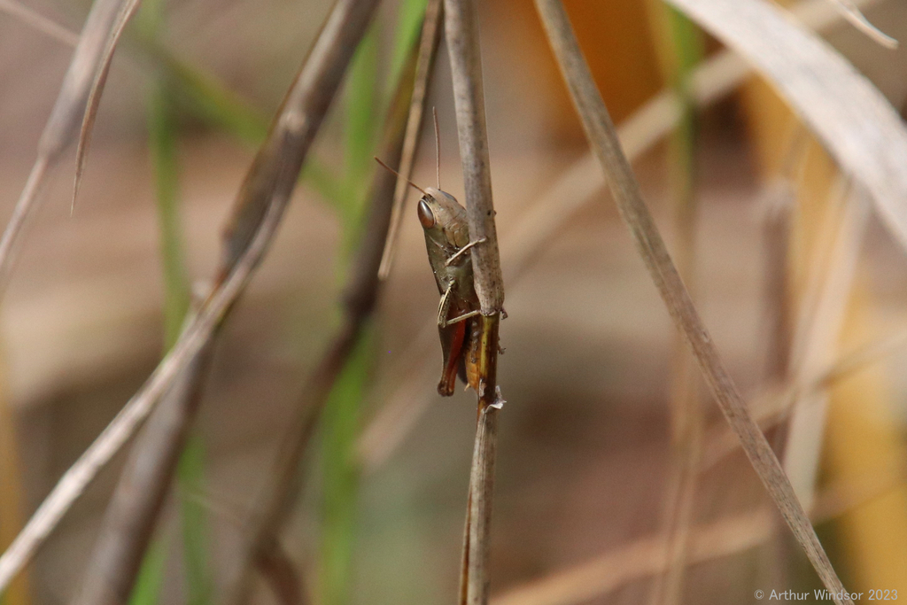 Brown Winter Grasshopper from JW Corbett Wildlife Management Area, FL ...