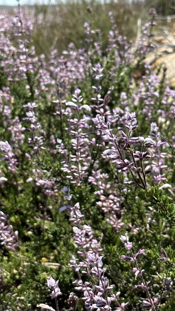Germander Sagebush from Verlorenvlei, Belfast, MP, ZA on January 21 ...