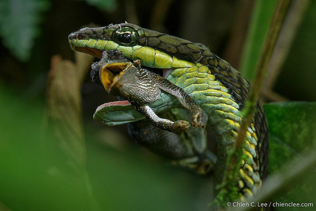 Dagger-tooth Vine Snake from Kilolo, Iringa, Tanzania on January 06 ...
