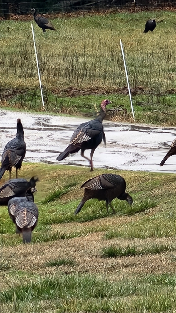 Wild Turkey from Pendleton, SC 29670, USA on January 22, 2023 at 08:25 ...